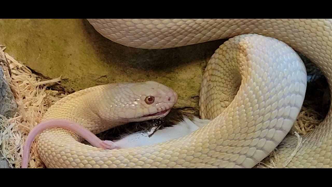 Shesha | Temple Snake | Live Feeding - YouTube