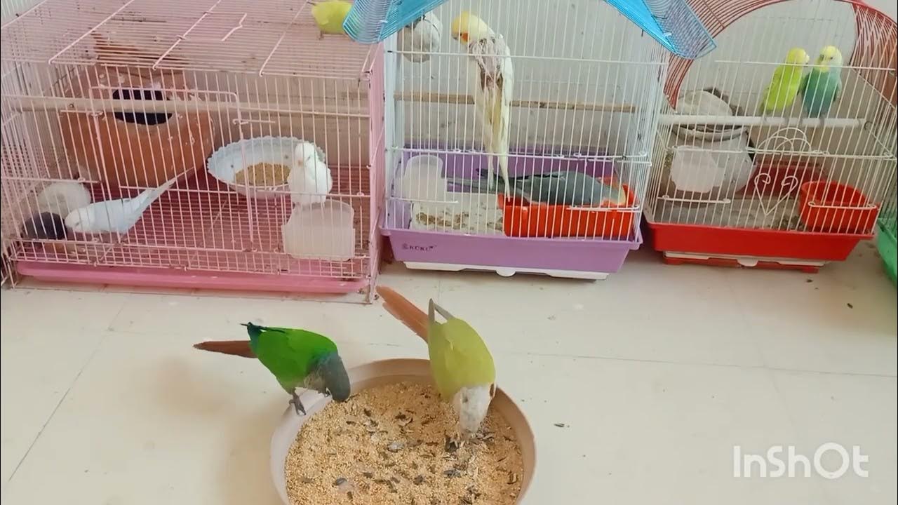 Birds eating food //birds setup update - YouTube