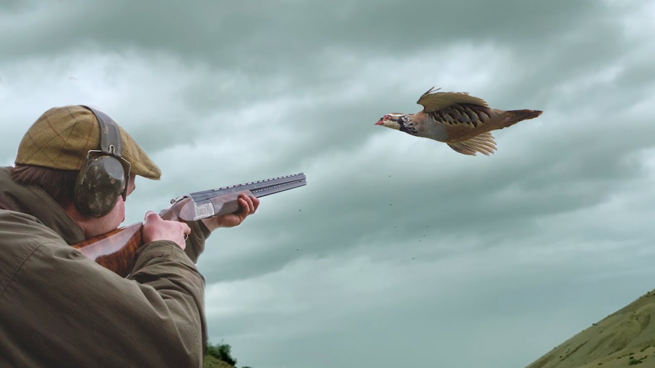 Chasse Perdrix et Lievre au Maroc 2020 HD - YouTube