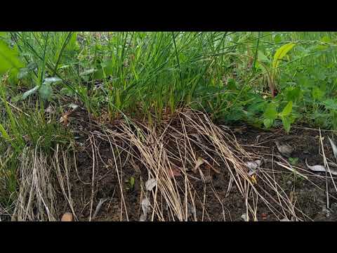 swamp toad - YouTube