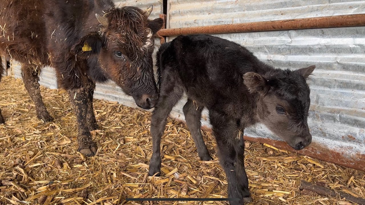Yarı açık hayvancılık işletmesi nasıl olur yeni buzağımız doğdu ...
