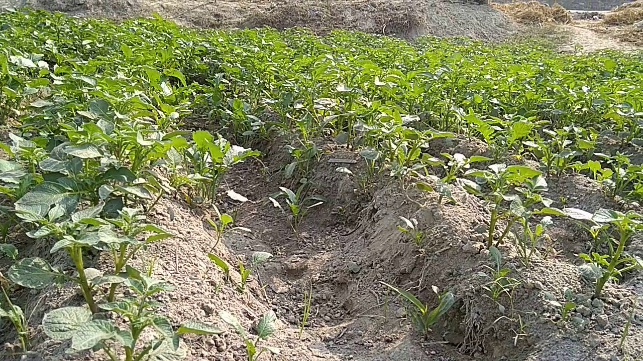 Potato plant video | non copyrighted video - YouTube