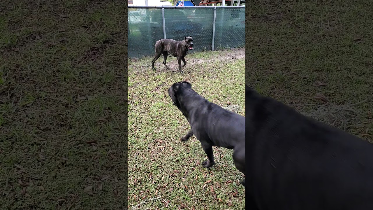 Cane Corso at work - YouTube