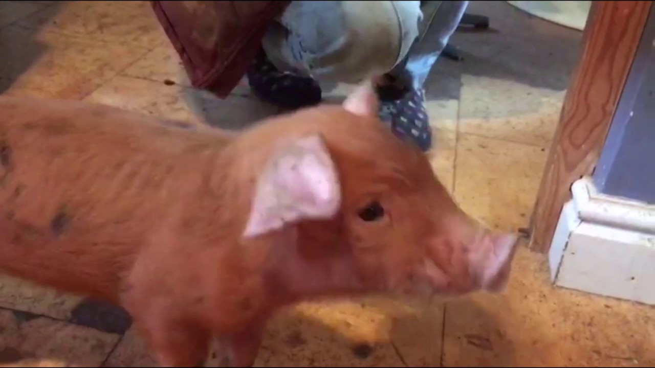 Charlie the runt piglet 6 weeks - YouTube