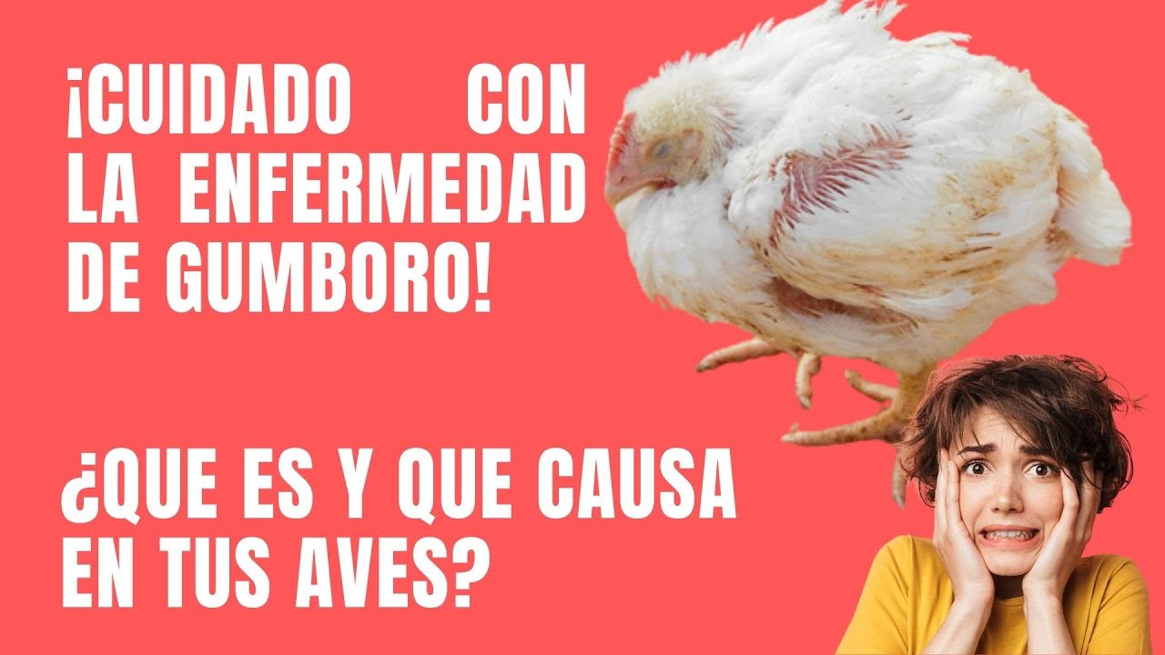 Cuidado con la enfermedad de Gumboro en tus aves - YouTube
