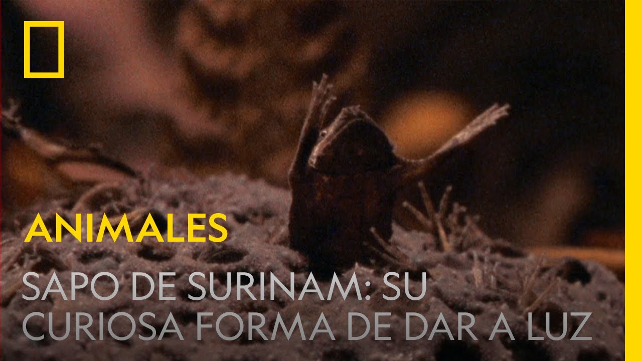 Estas crías de sapo de Surinam salen de la espalda de su madre ...