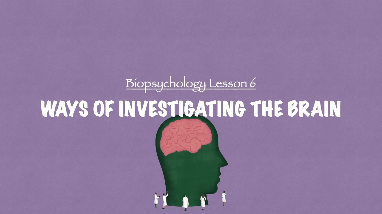A-Level Psychology (AQA): Biopsychology - Ways of Investigating the ...