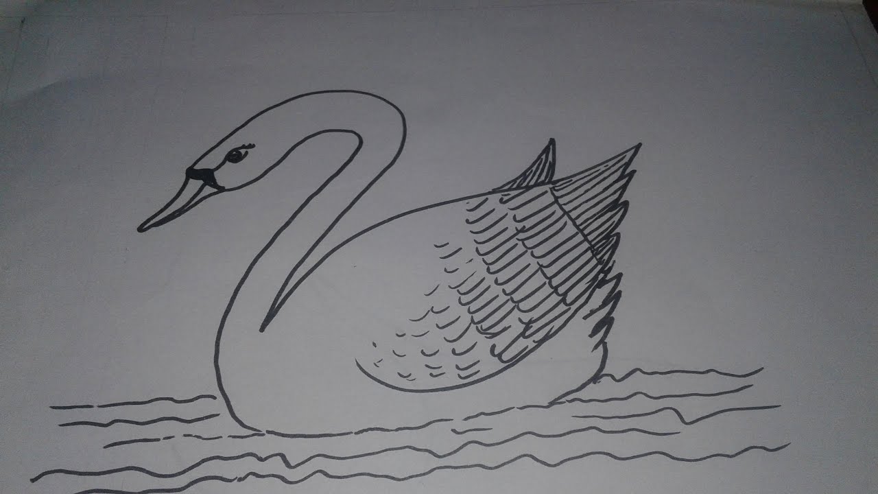 Swan drawing from number 2, drawing for 6th,7th, 8th, 9th, 10th ...
