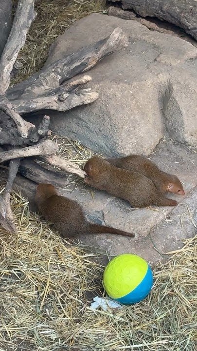 Mongooses, Korkeasaari Zoo, Helsinki #mangooses #korkeasaari # ...