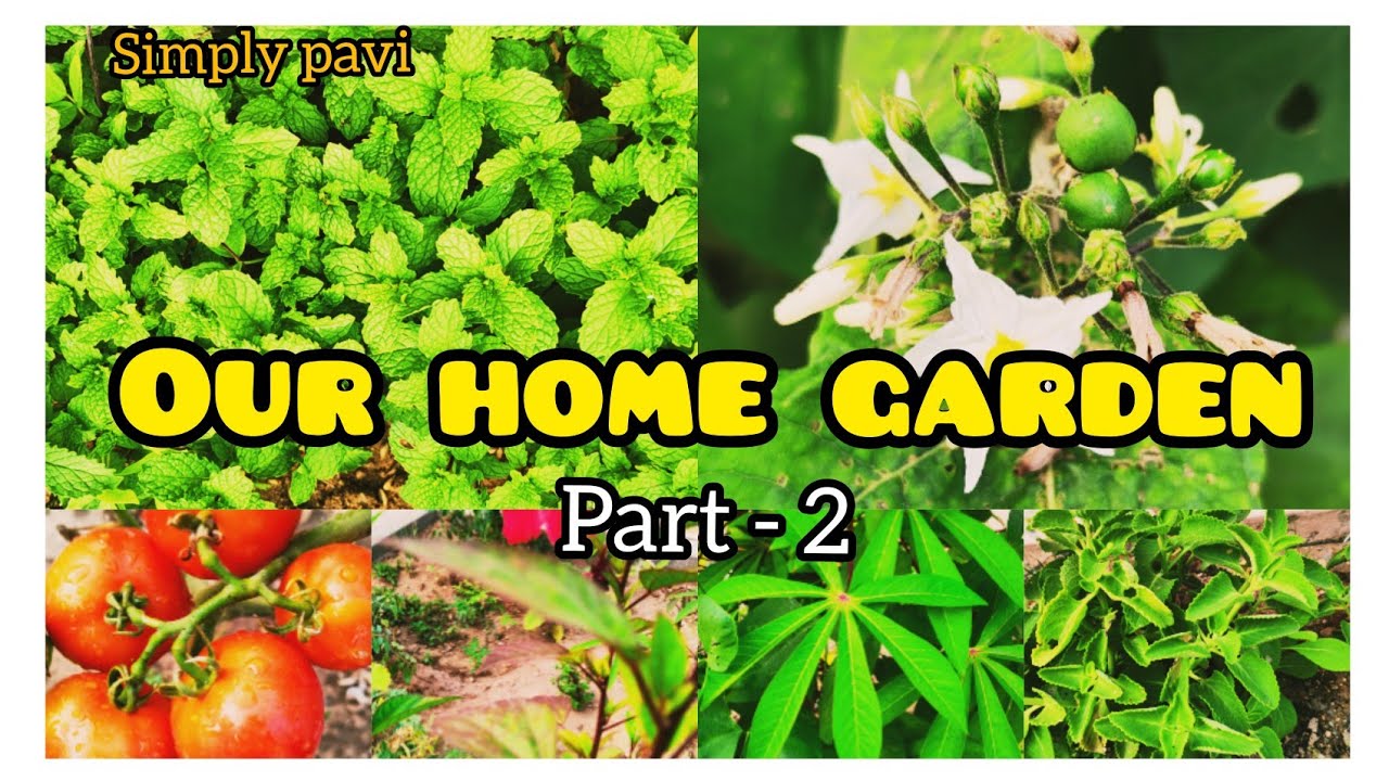 OUR HOME 🏠 GARDEN 🌿🌱🌾🏵️🌻🌼🌺🥀 part - 2 | garden updates | Simply Pavi # ...