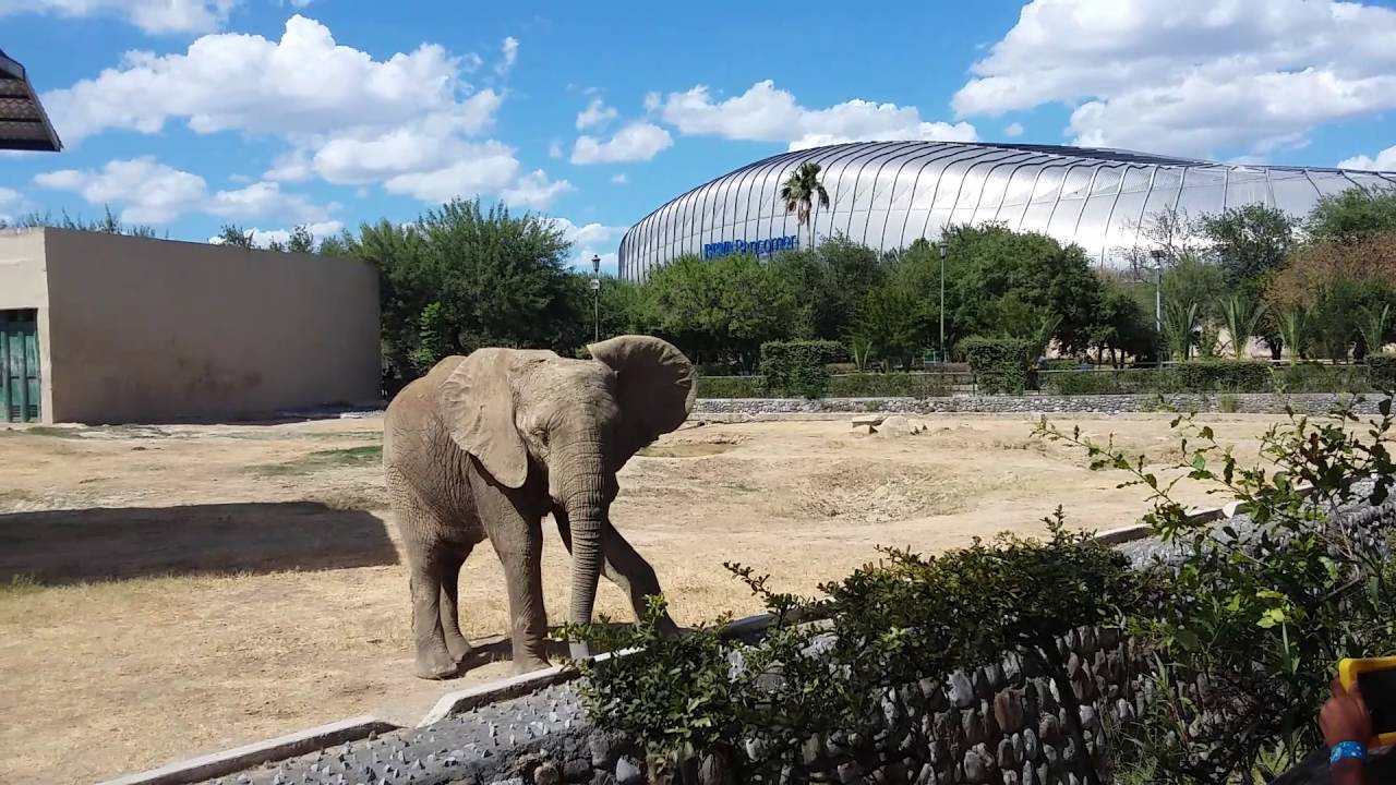 Elefante saludando a la gente, desde el zoologico "La Pastora ...