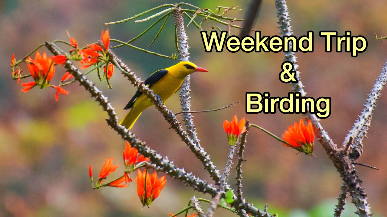 Kuldiha wildlife Sanctuary weekend tour / Panchalingaswar Temple ...