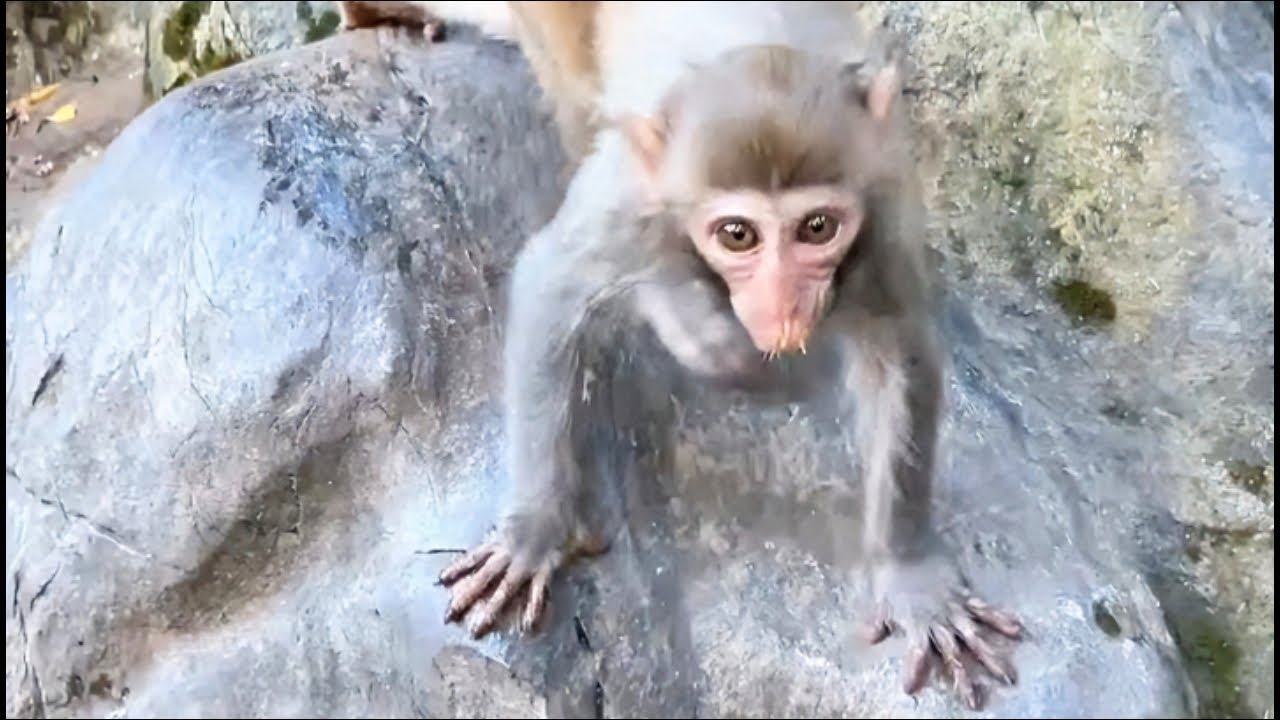 The colorful life of monkeys in nature - YouTube