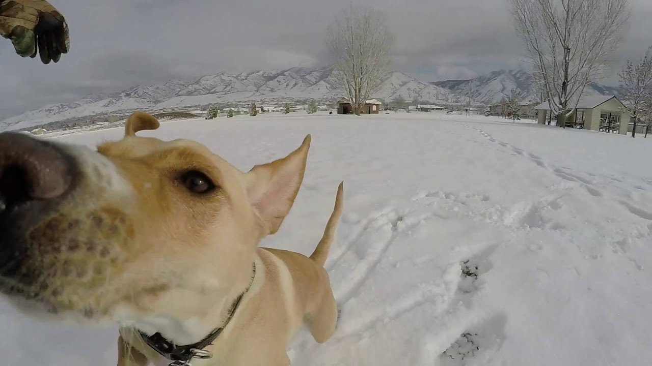 Doggy Snow Day - YouTube