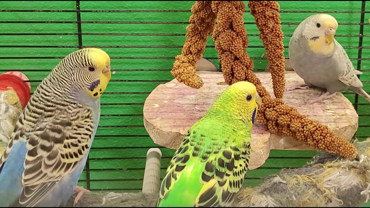 budgie happy parakeet sounds - YouTube