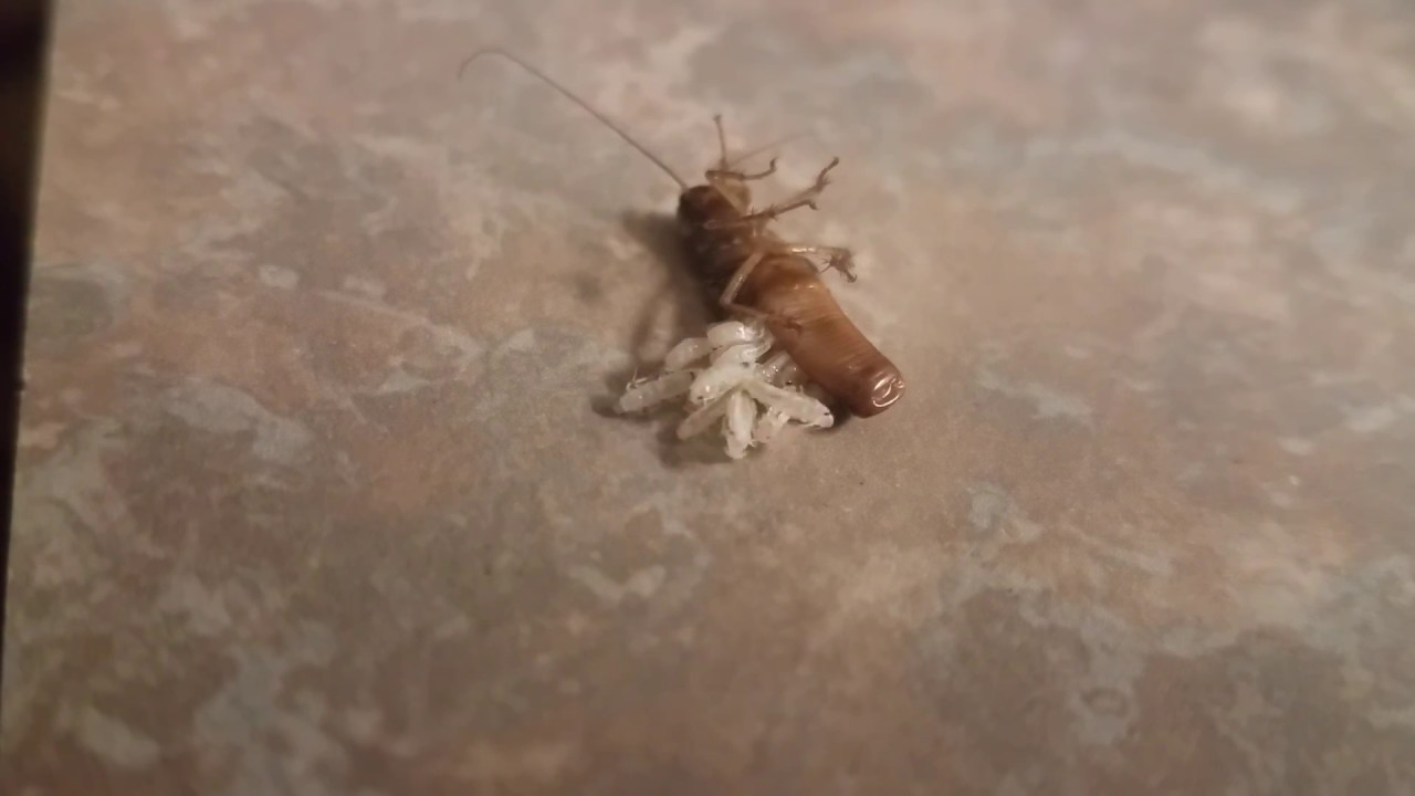 Cockroach Giving Birth Hyperlapse! - YouTube
