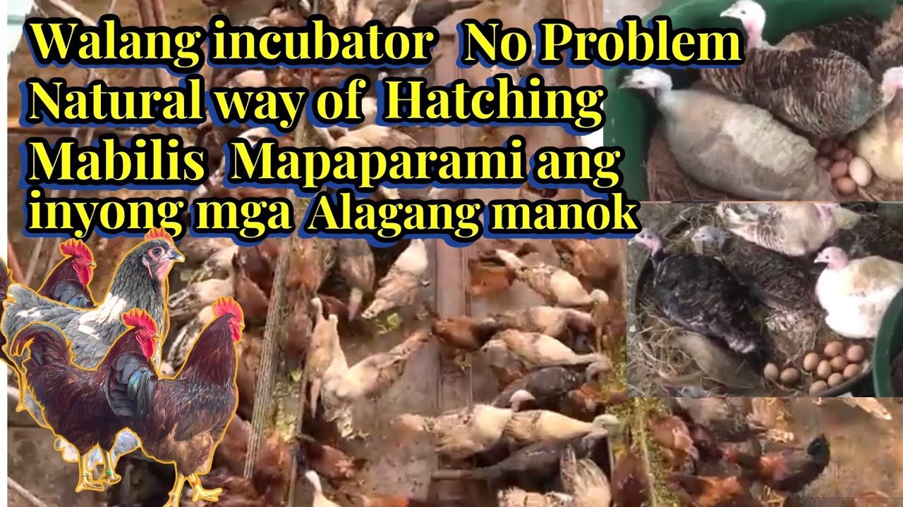 WALANG INCUBATOR NO PROBLEM NATURAL WAY OF HATCHING MABILIS MAPAPARAMI ...