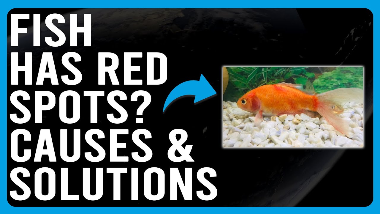 Why Your Fish Have Red Spots? (Infections - Understand The Causes And ...