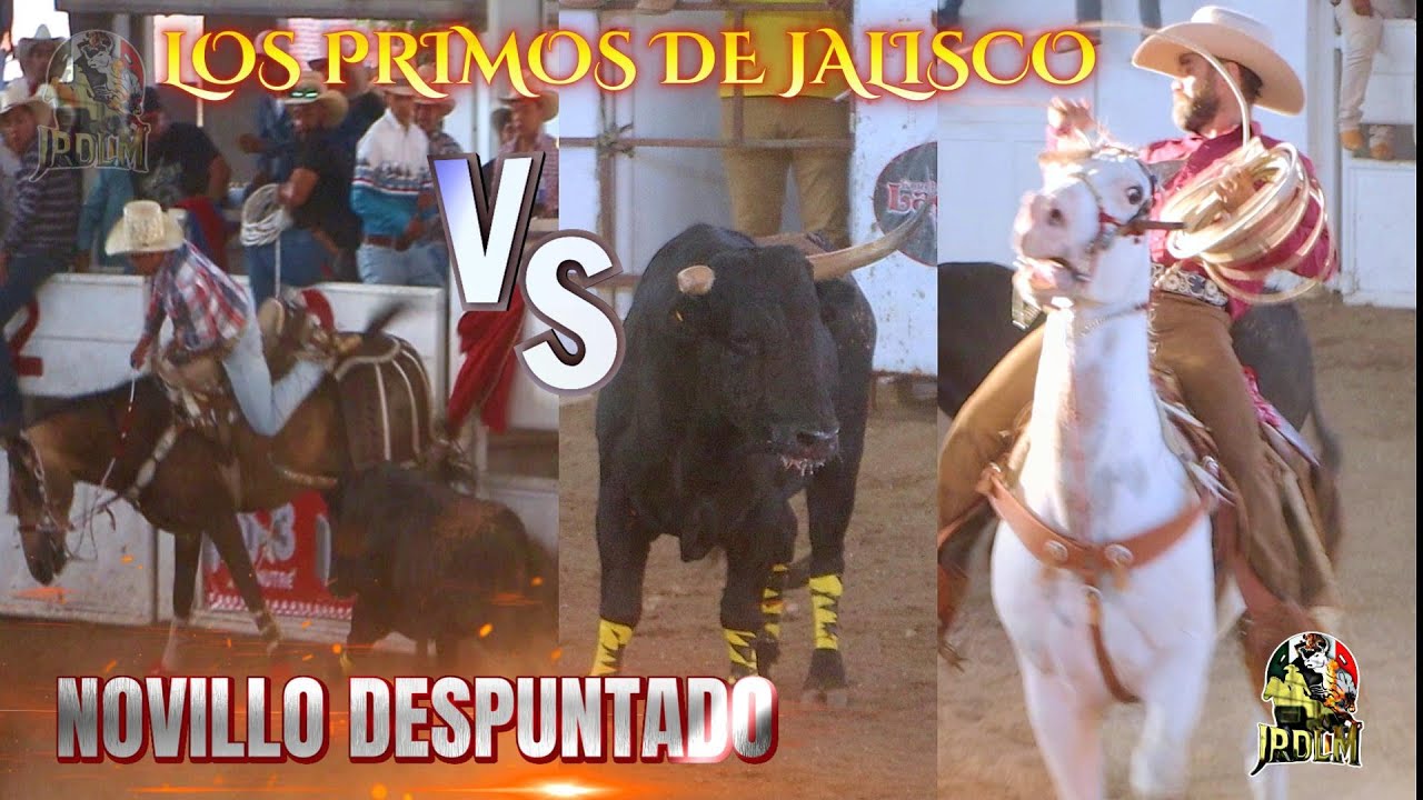 Jugadon Los Primos de Jalisco Vs El Novillo despuntado de la Papa de ...