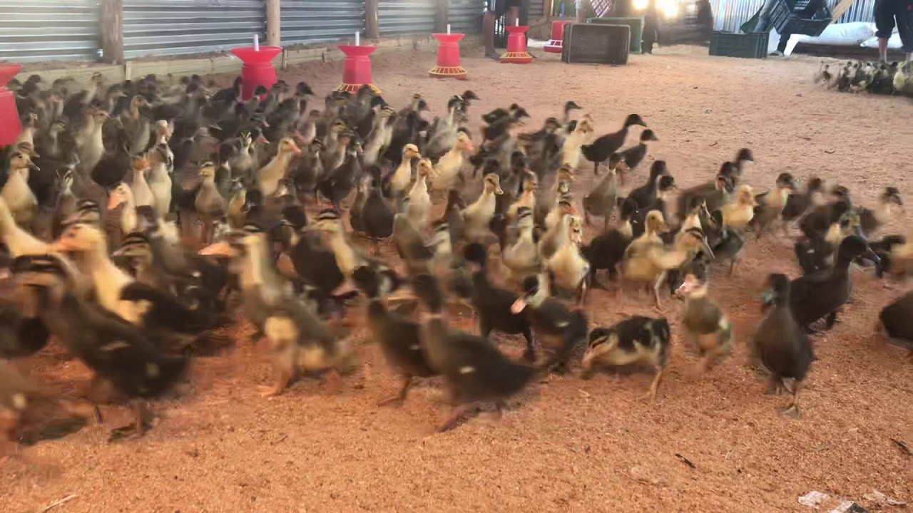 Duck farming in India - YouTube