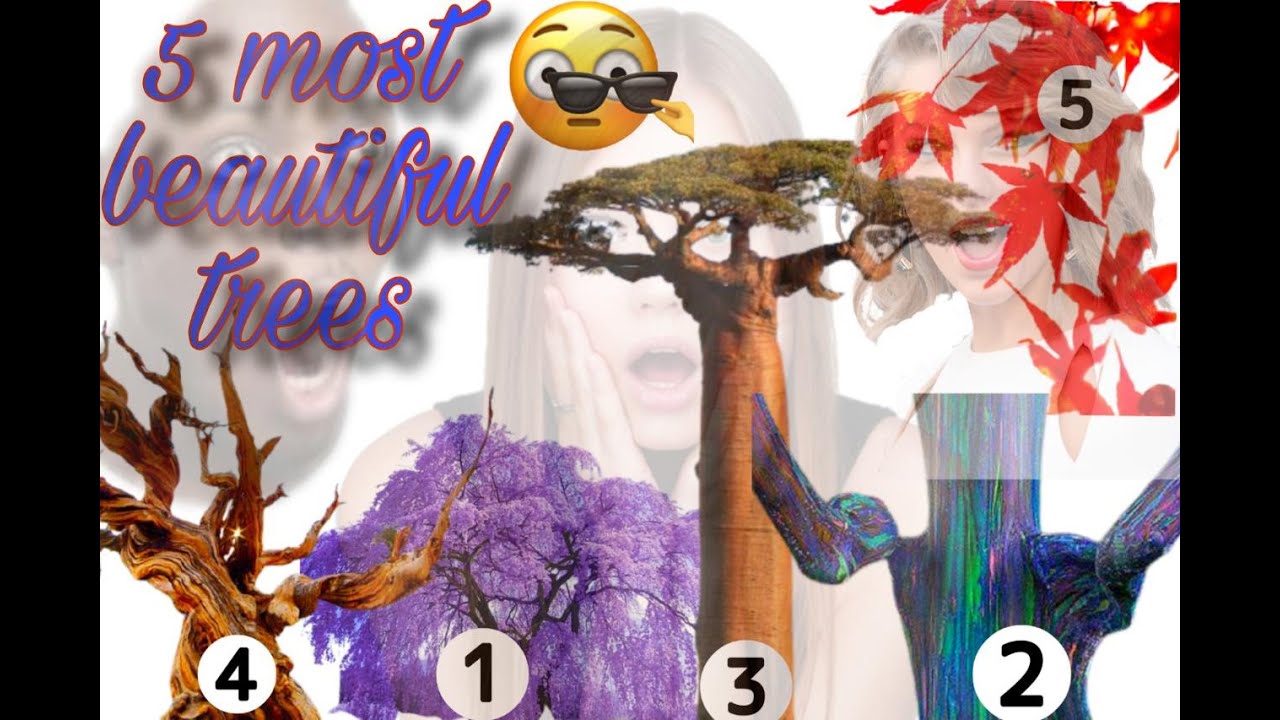 Most beautiful trees in the world. | Duniya ka sabse beautiful trees ...