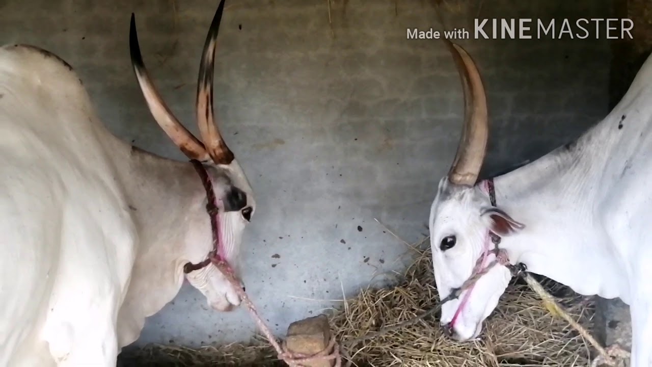 Majestic pair of KHILLARI BULLS for sale at Bhai cattle farms - YouTube