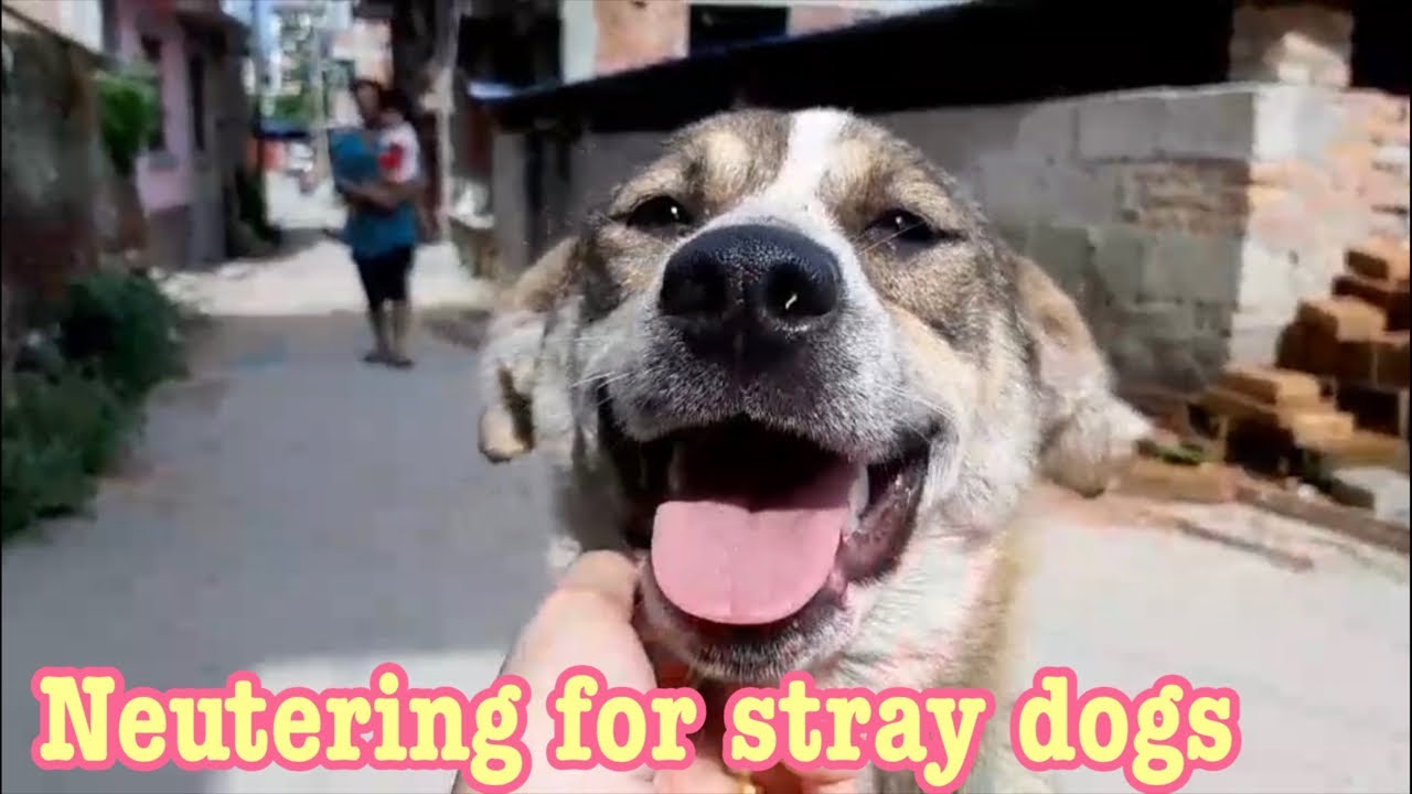 Neutering for stray dogs🐶 - YouTube