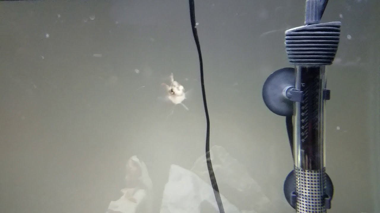 Baby Five-Spot Jewel - YouTube