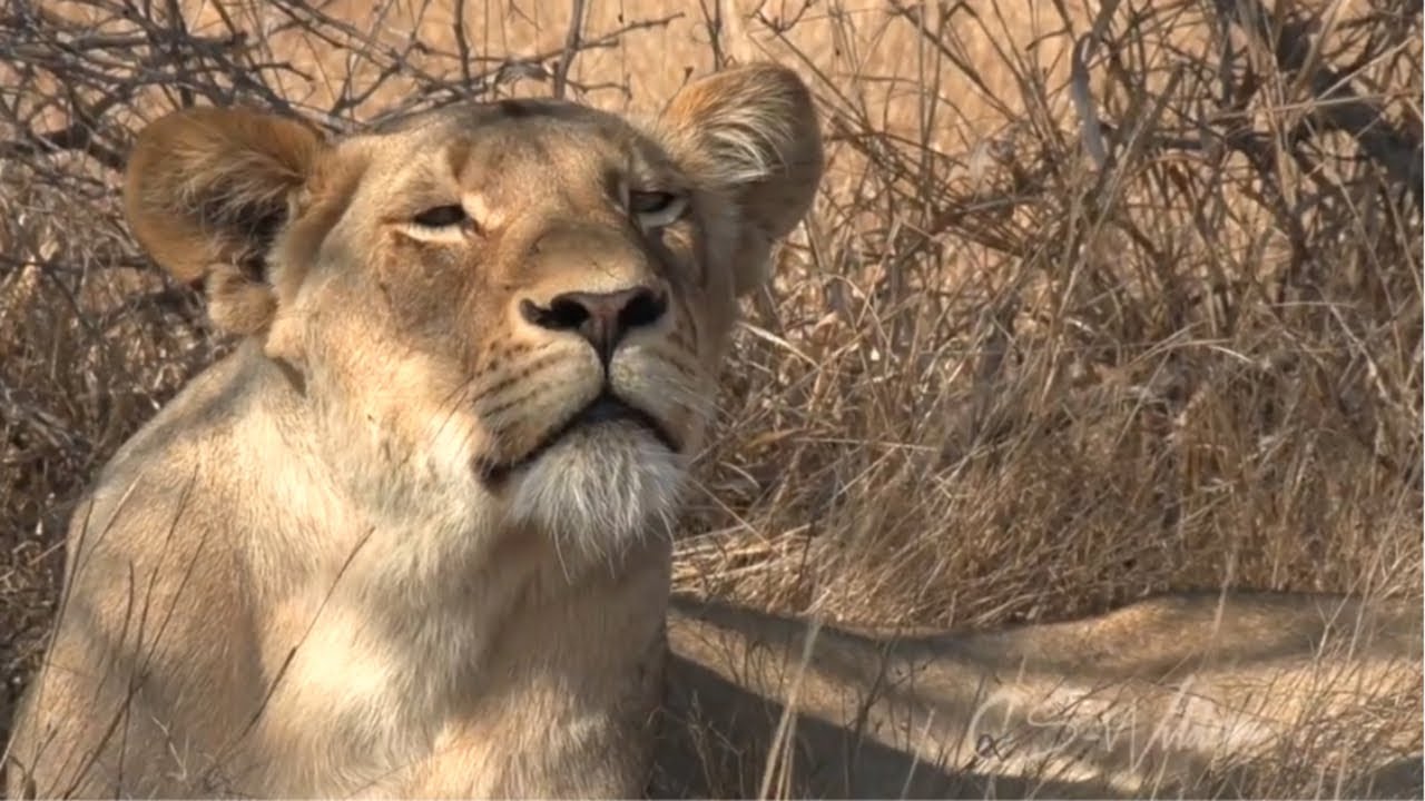 Wild Dogs & Lionesses from the Sark Pride Returns! #27 - YouTube