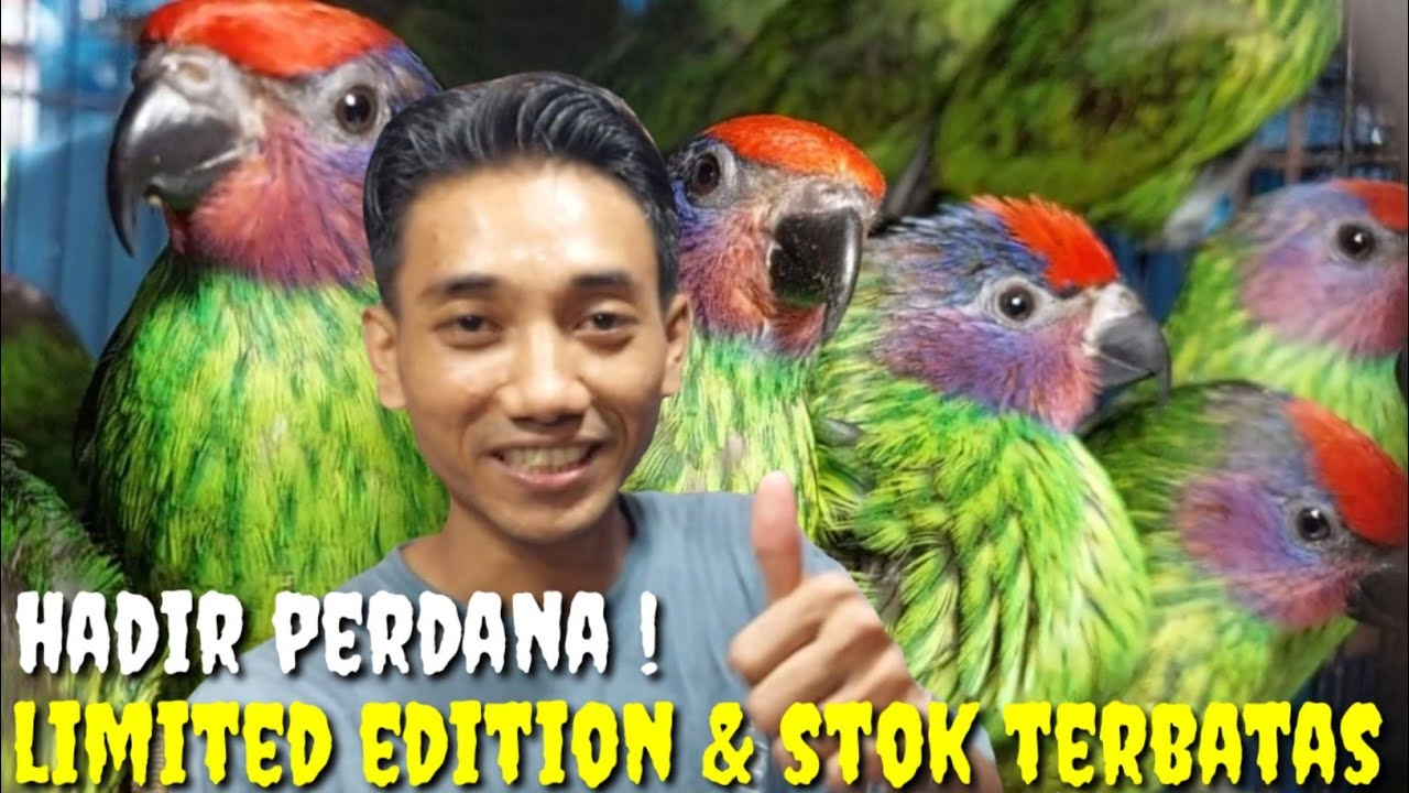 APA YG GAK ADA DI PRAMUKA KIOS INI SEDIAKAN ! PERDANA..PERKICI LURIK ...