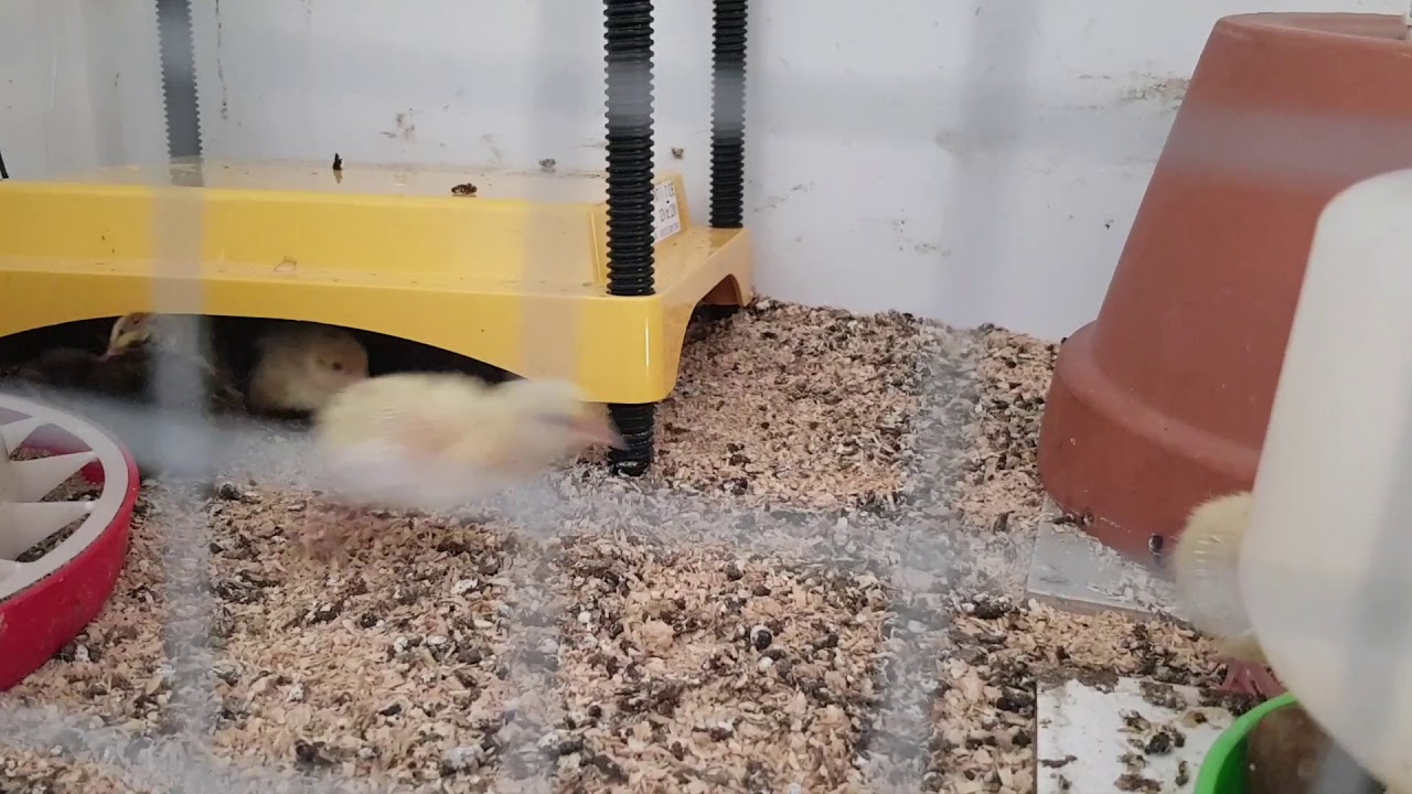 Baby quail popcorning! - YouTube