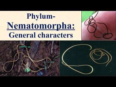 Phylum Nematomorpha | General characters and classification of ...