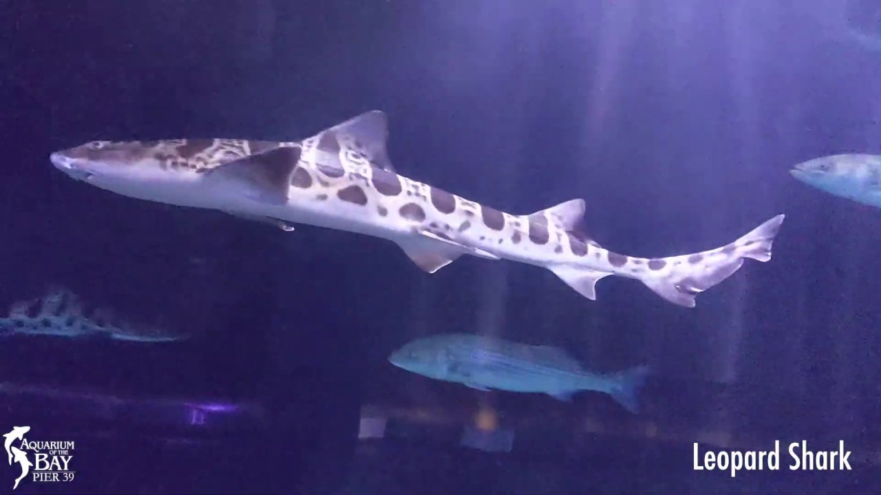 Leopard Shark (Triakis semifasciata) - YouTube