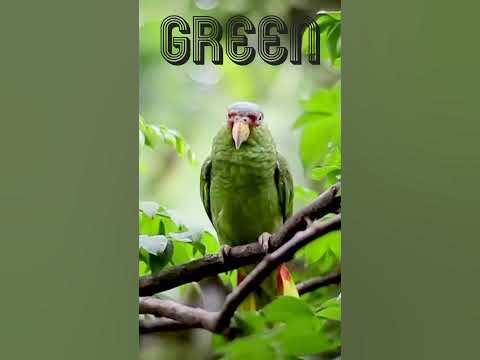 Green Color Song | Toddler Learning Videos | Green Color Song by Giggle ...