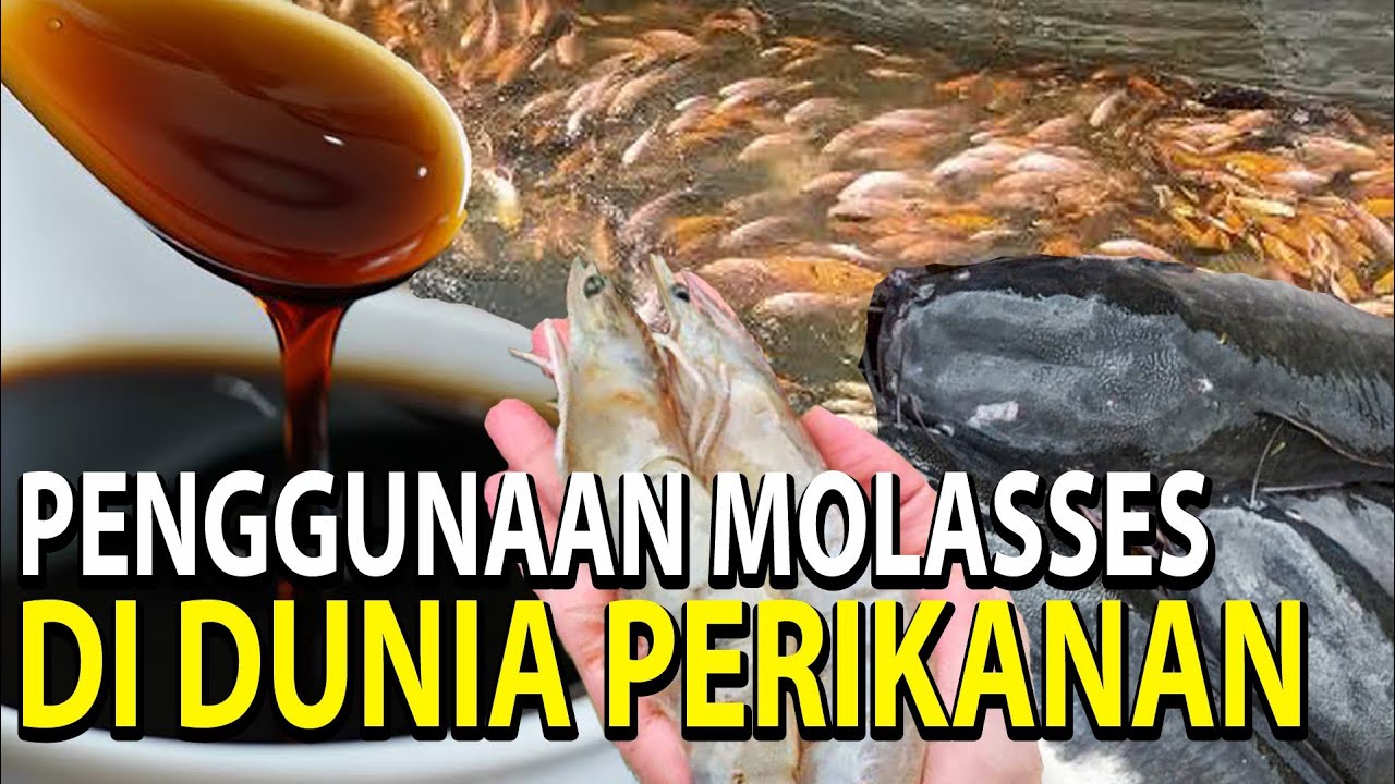 Manfaat Molases Untuk Perikanan Dan Tambak - YouTube