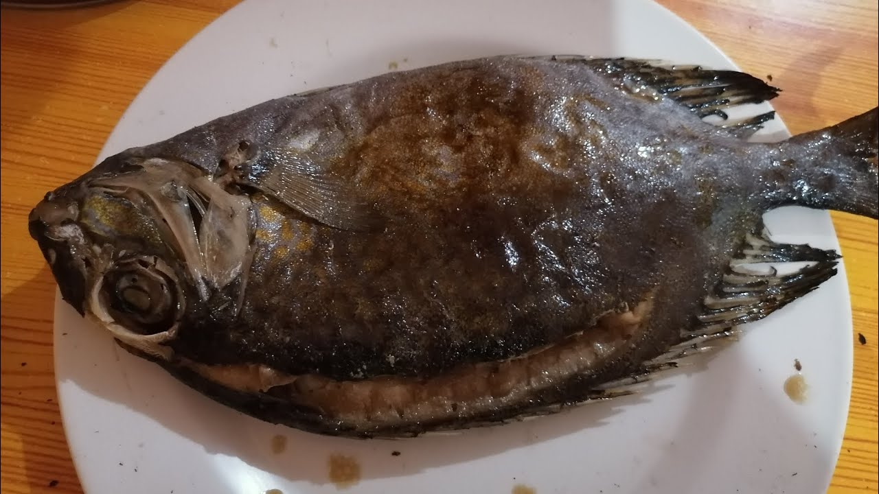 Too Big Fish and Cooking Steam Rabbitfish for dinner - YouTube