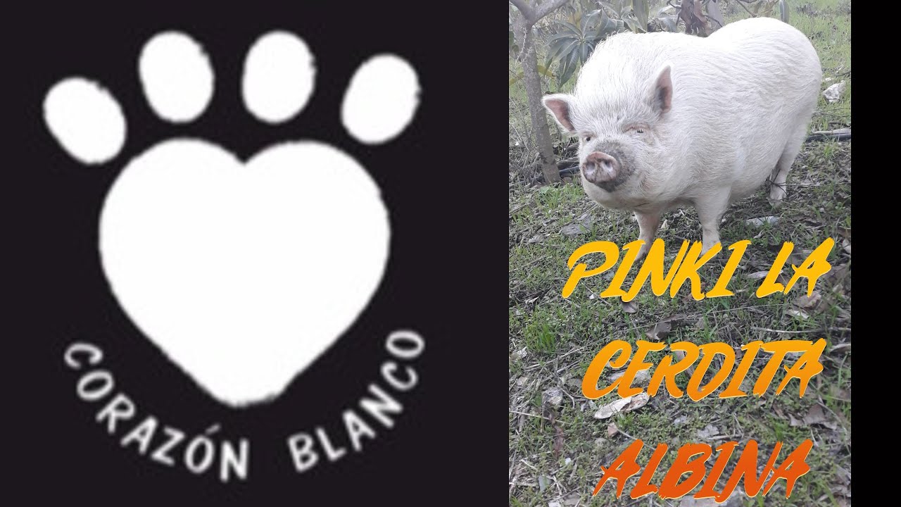 PINKI LA CERDITA ALBINA🤍🤍🤍 - YouTube