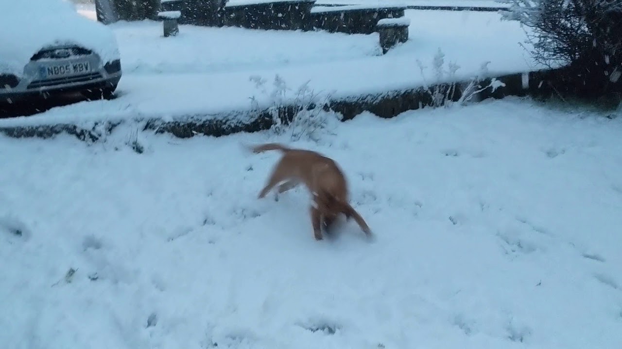 Do you wanna build a snowdog? - YouTube