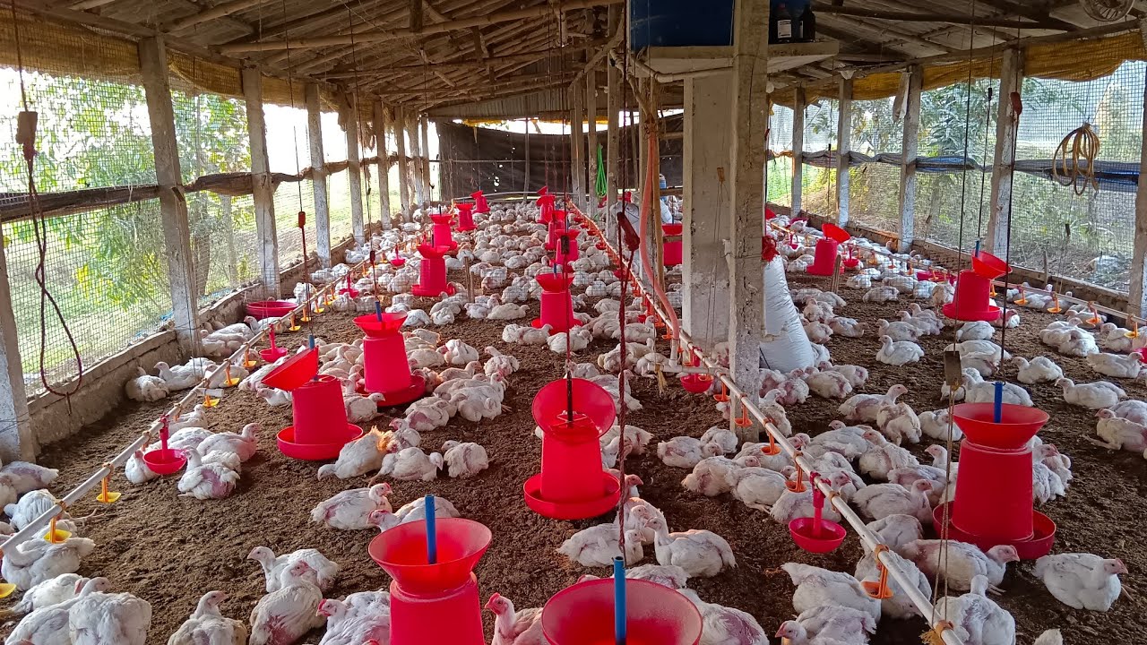 Best drinking system for poultry/Days35-2100 - YouTube