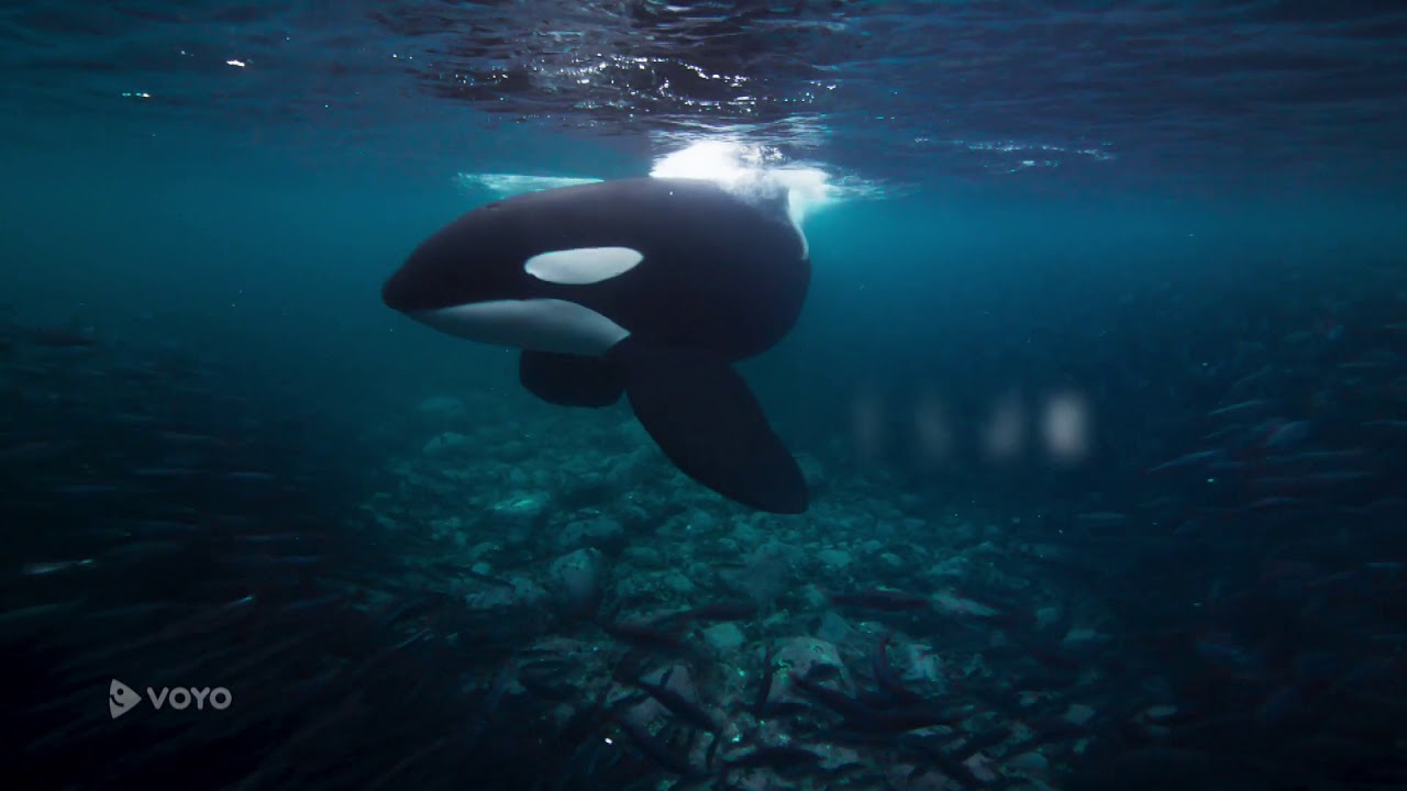 Modri planet II - YouTube