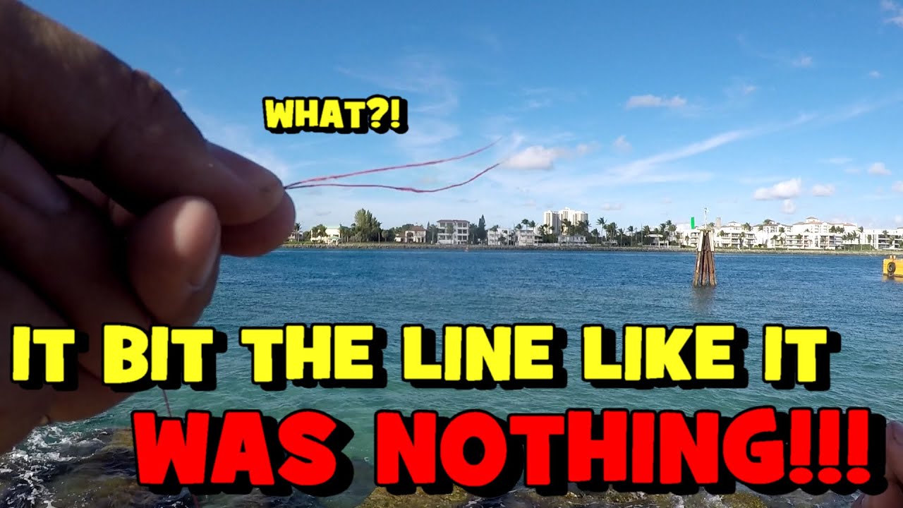 Catching the CULPRIT!!! WHAT Was Biting on my CUTBAIT?! (2019 West Palm ...