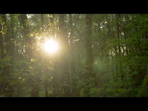 Morning Walk in Nature | #nature #green #trending