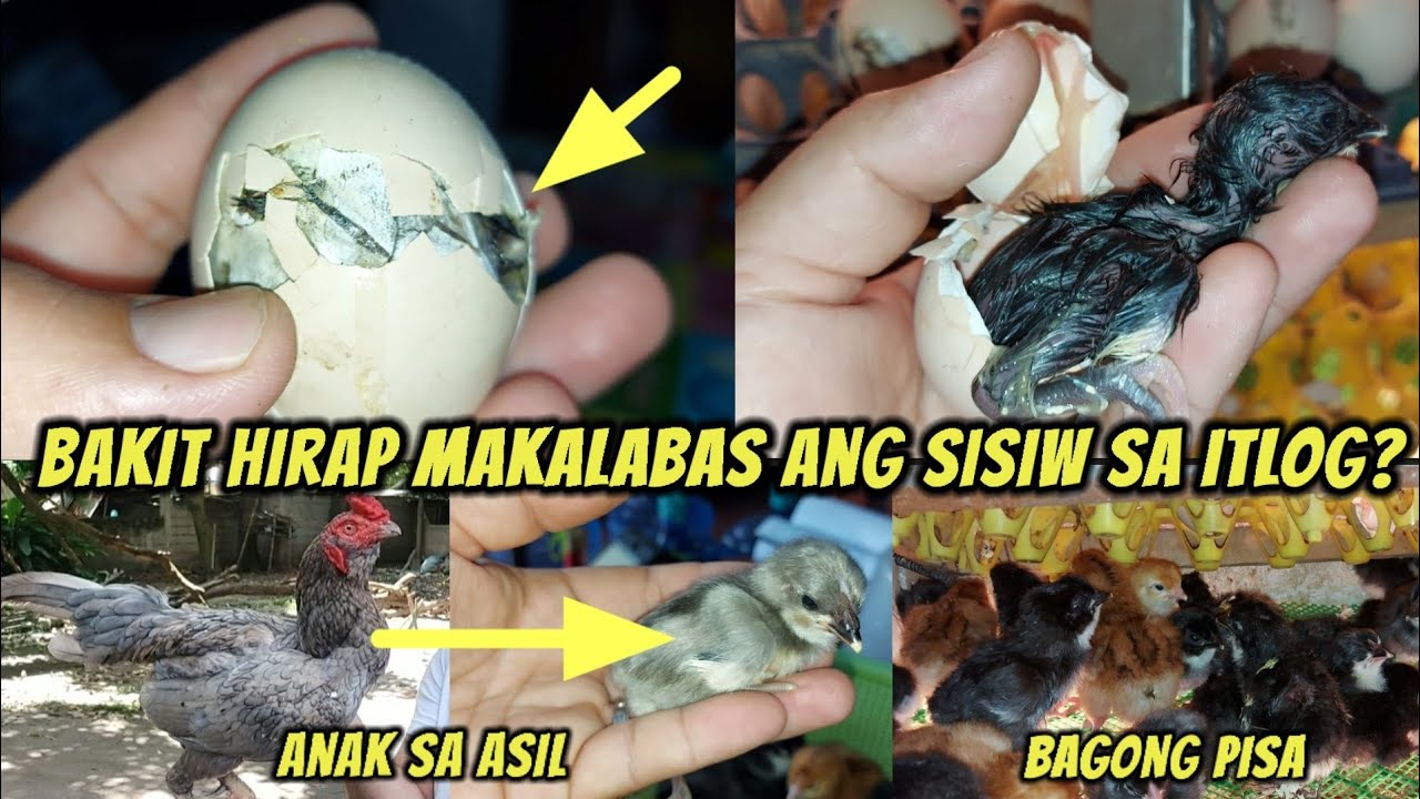 Rason bakit hindi makalabas ang sisiw sa itlog | Newly hatch chicks ...