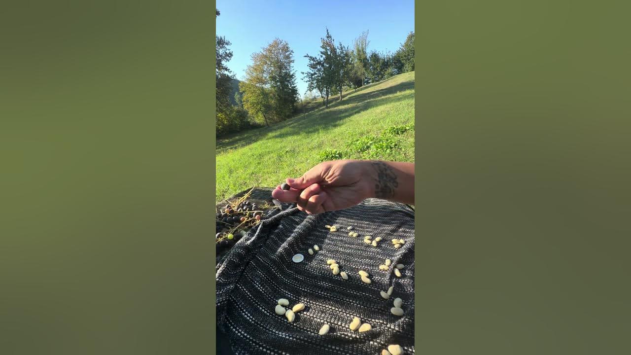 ☀️🕊️Gledanje u Grah Šta vam donosi Mihioljsko ljeto Sastanak Zdravlje ...