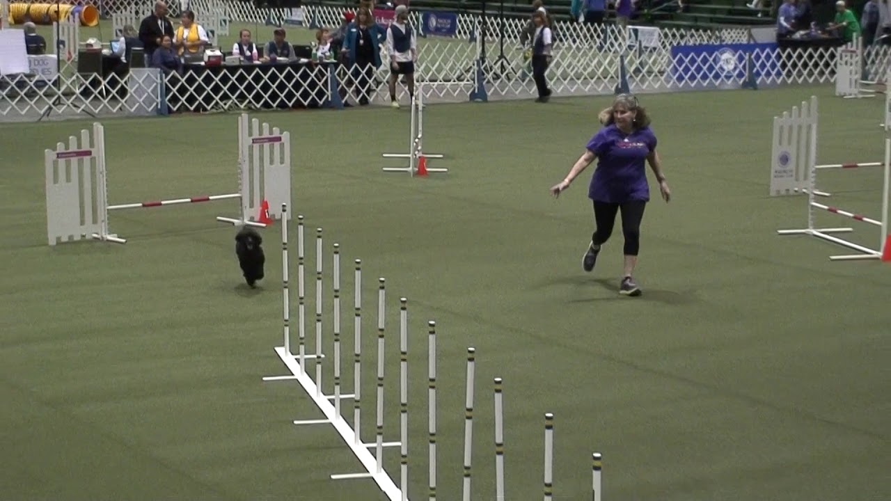 2018 AKC Agility Invitational Round 4 - YouTube
