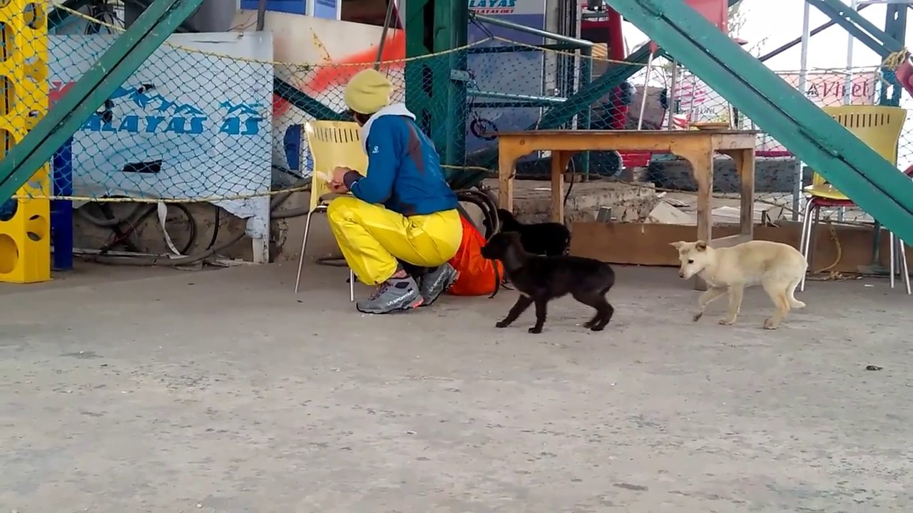 Manali Dogs Himachal Pradesh India - YouTube