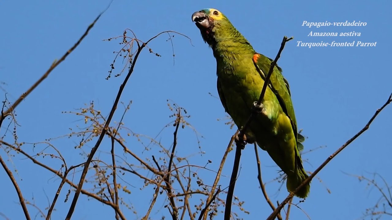 CANTO do PAPAGAIO VERDADEIRO (AMAZONA AESTIVA) TURQUOISE-FRONTED PARROT ...