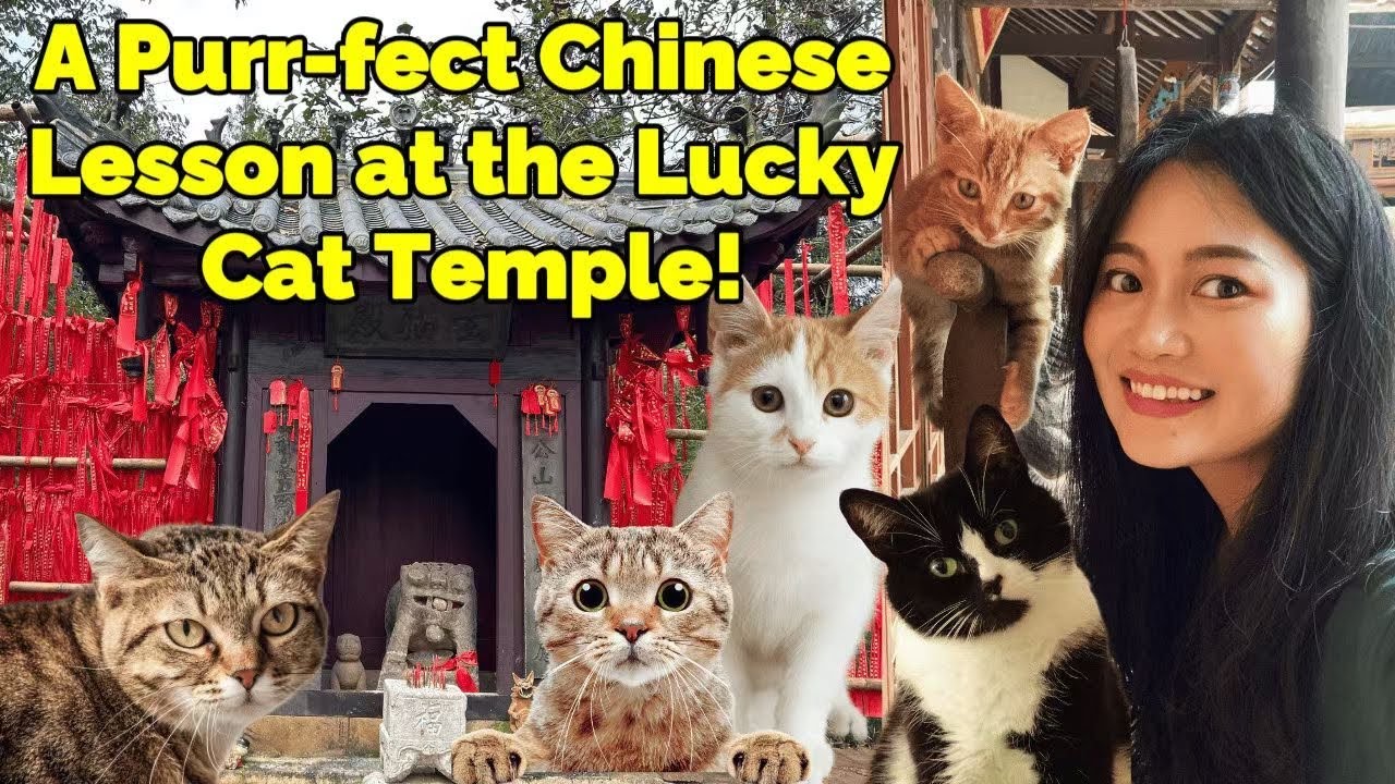 Learn Chinese: Magical Cat Temple (God of Wealth Temple) in Chengdu ...