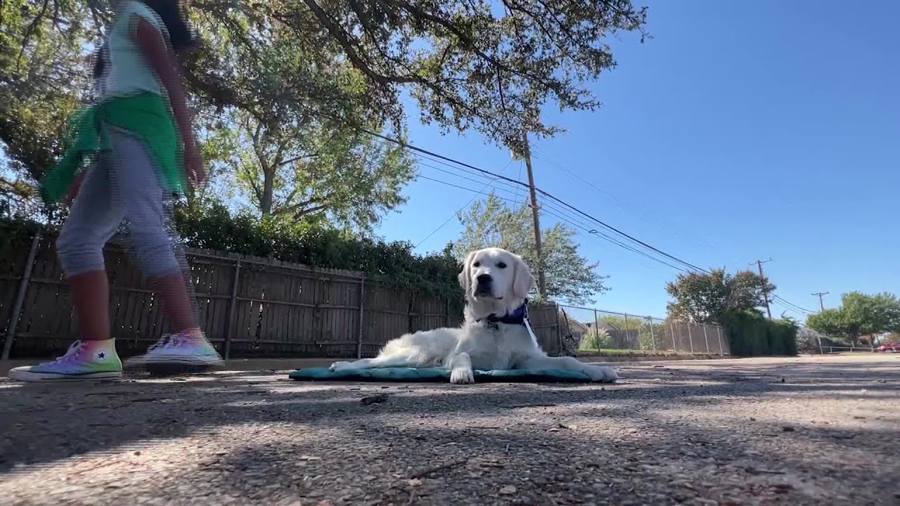Meet HEB ISD's campus comfort dog, Baxter - YouTube