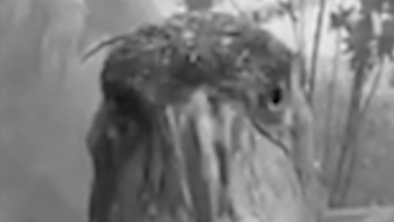 unsettling bird (shitpost) #shorts - YouTube